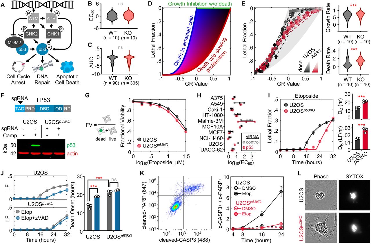 U2os Cells | Corning Life Sciences | Bioz