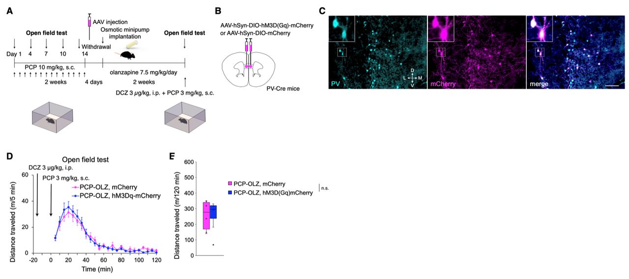 Paav Hsyn Dio Hm3d Gq | Addgene inc | Bioz
