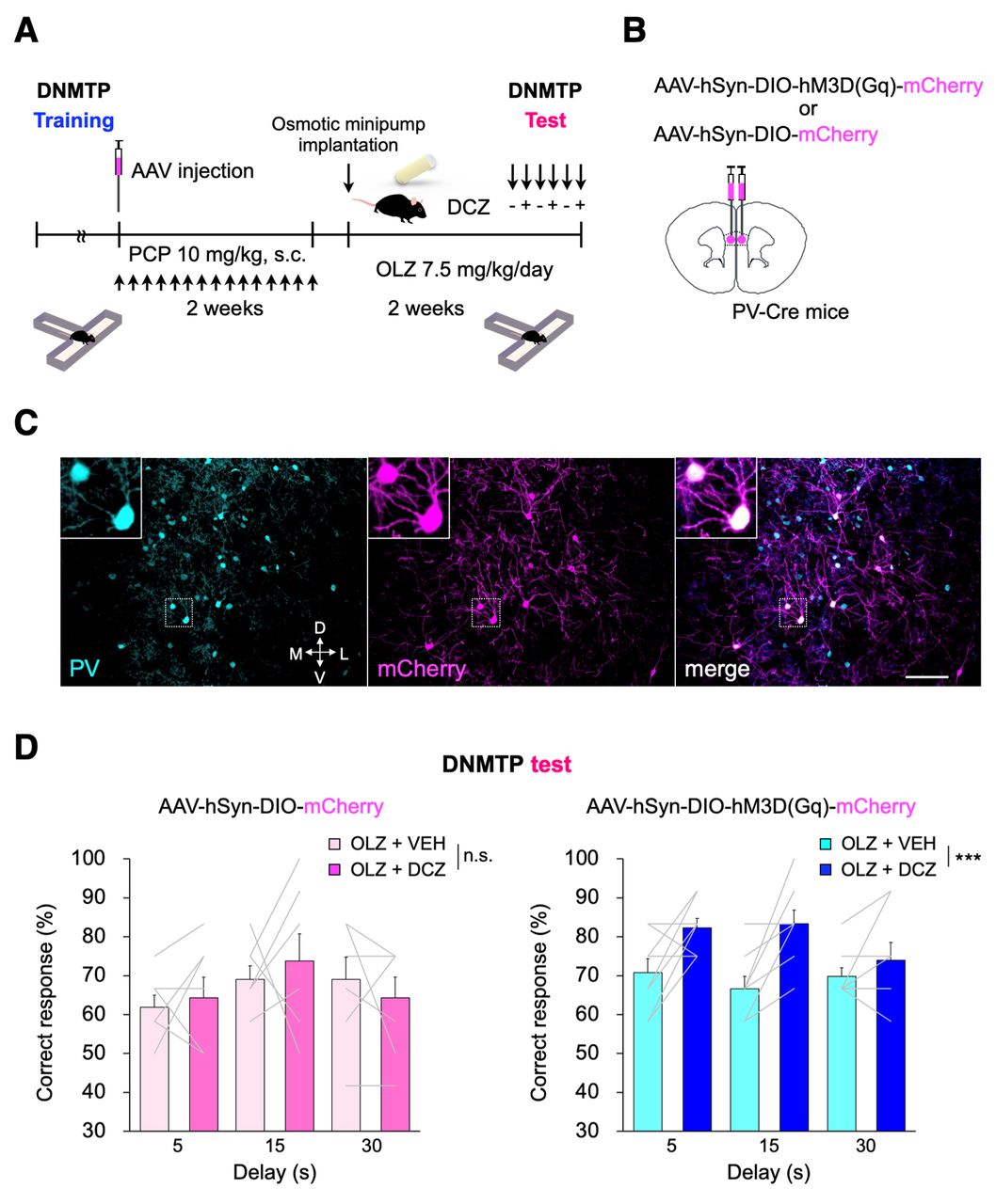 Pv Cre Stock No 017320 Mice | Jackson Laboratory | Bioz