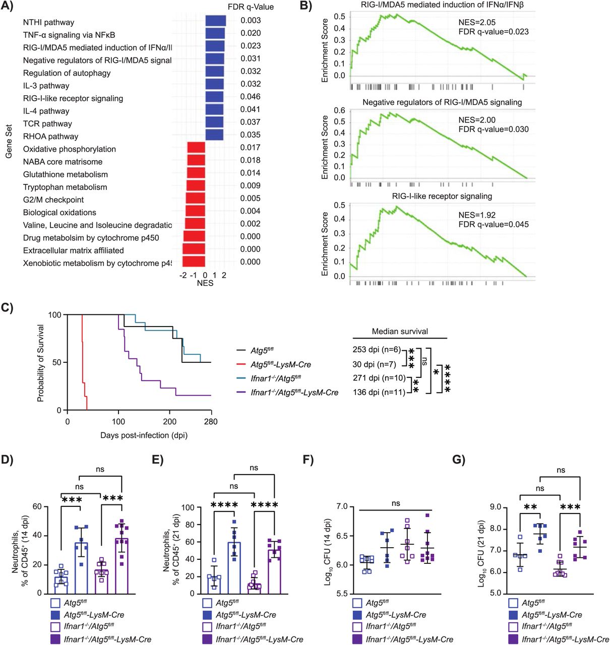 Lysm Cre Mice | The Jackson Laboratory | Bioz