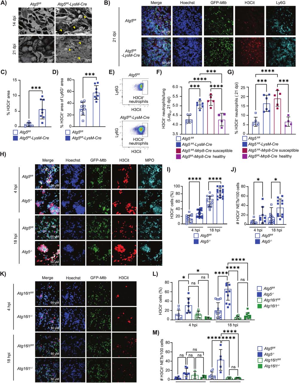 Mrp8 Cre | The Jackson Laboratory | Bioz