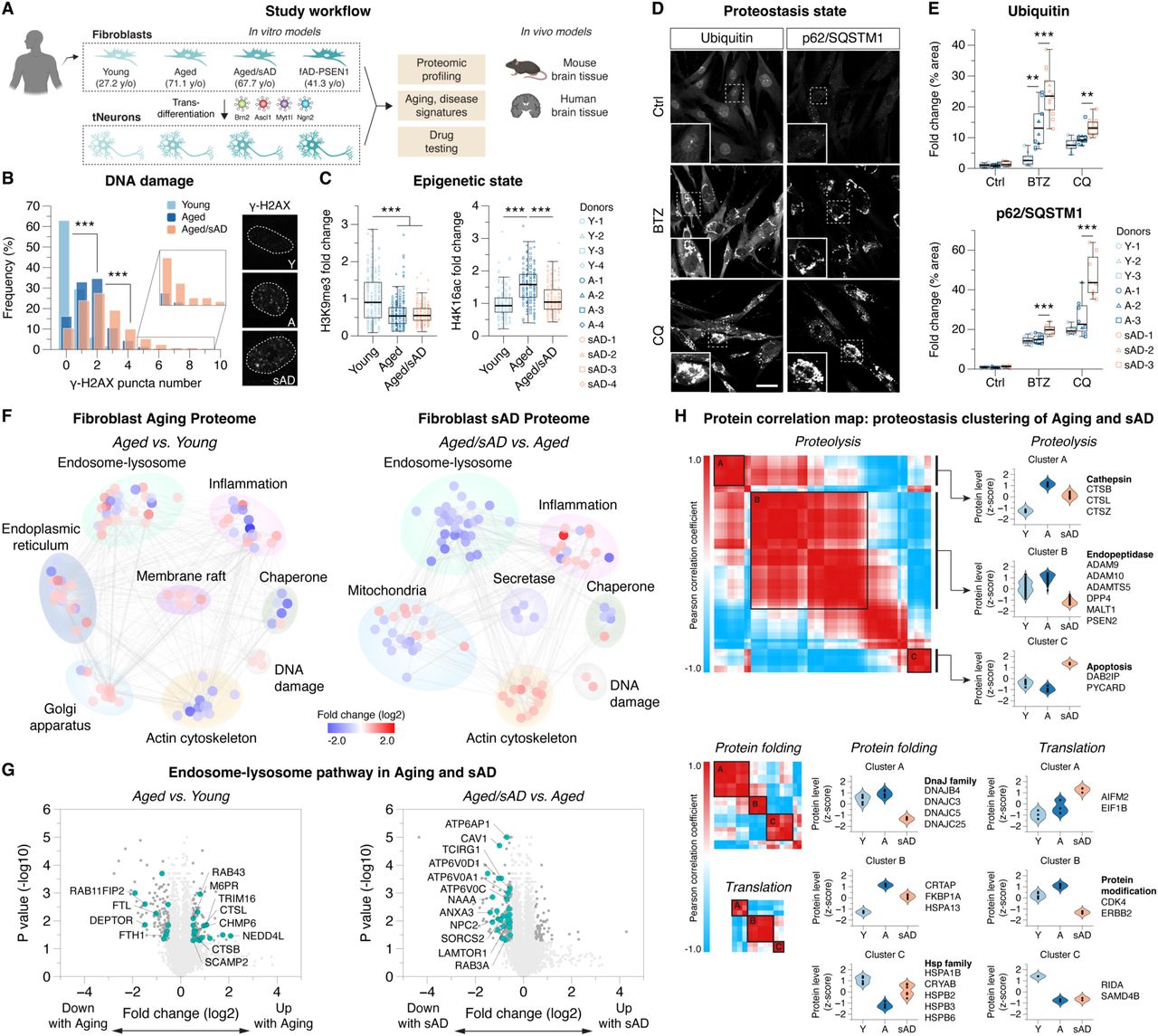 Sqstm1 P62 | Abcam | Bioz