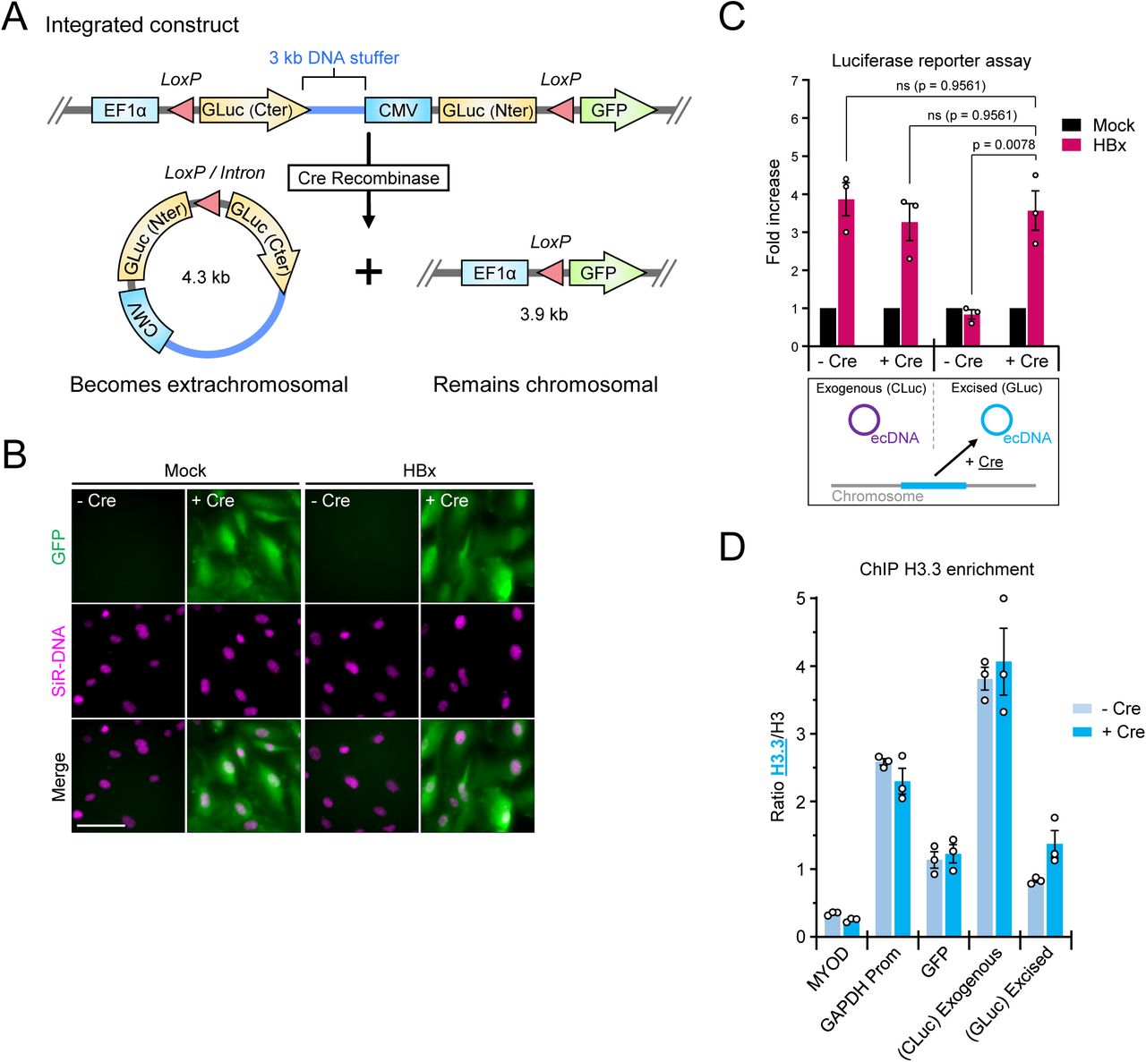 Rpe1 Htert Rpe1 Cells | ATCC | Bioz