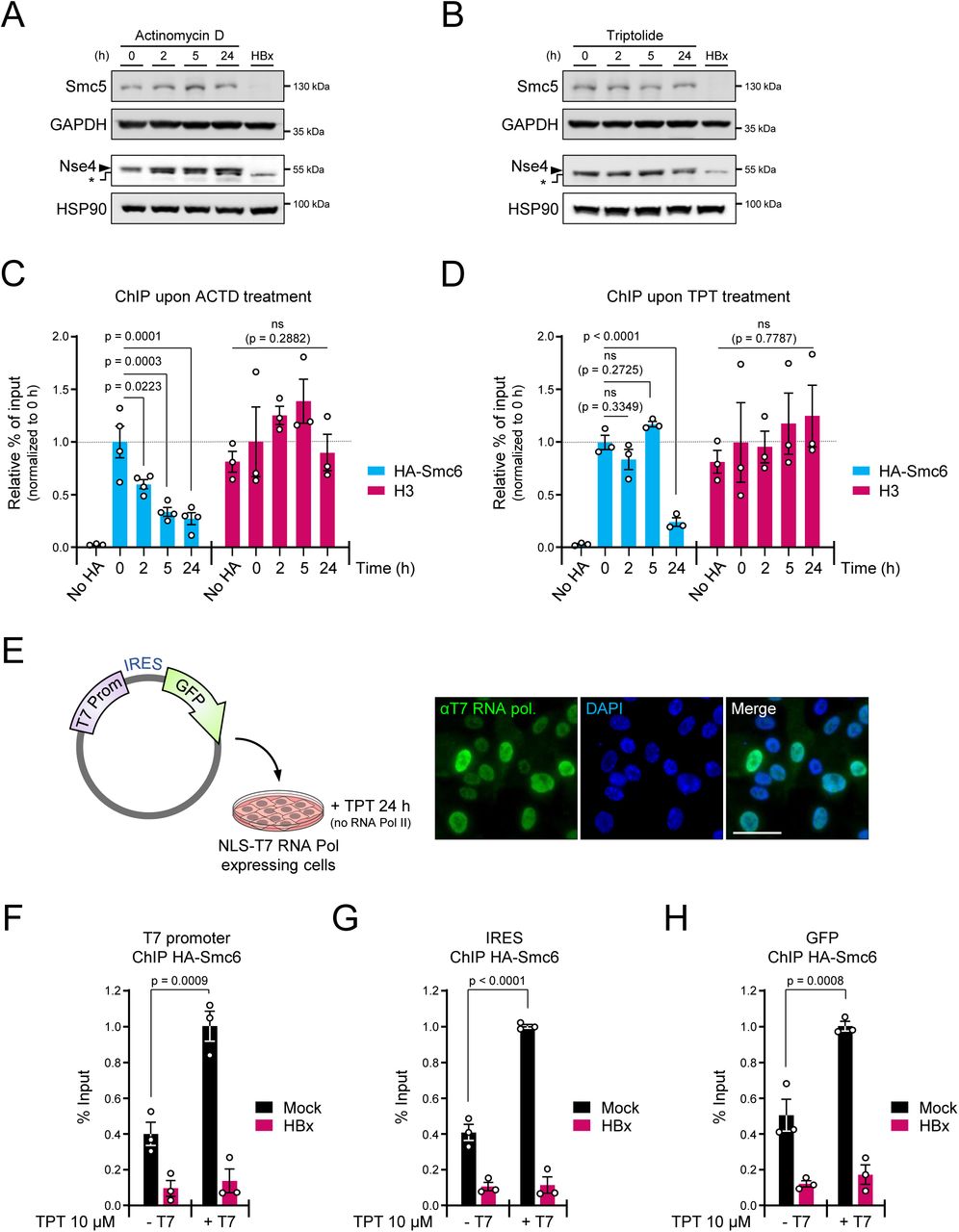 Rpe1 Htert Rpe1 Cells | ATCC | Bioz