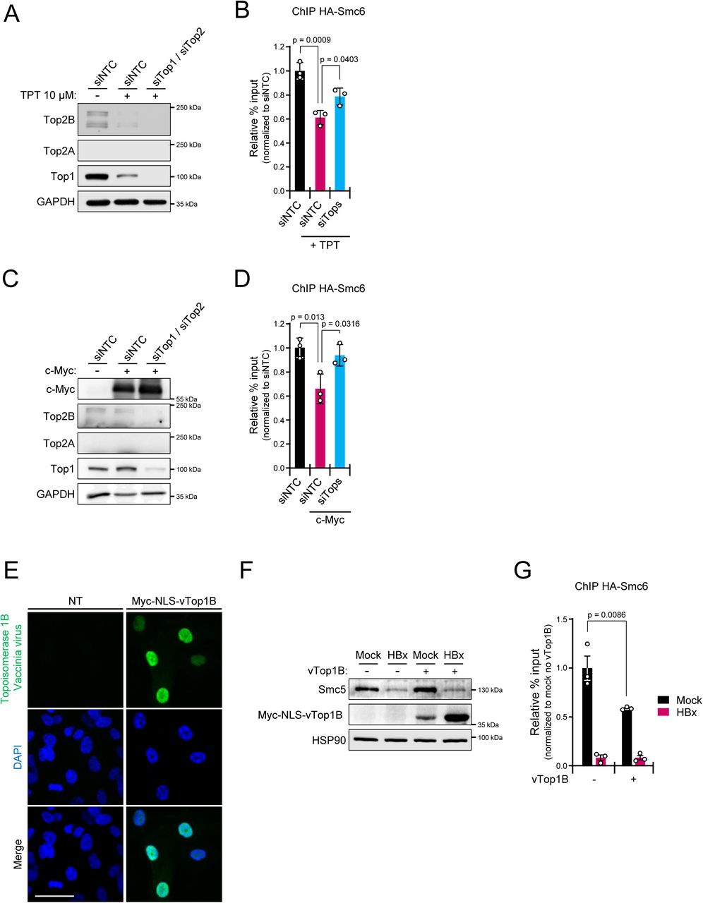 Ha Smc6 Analysis | Covance | Bioz