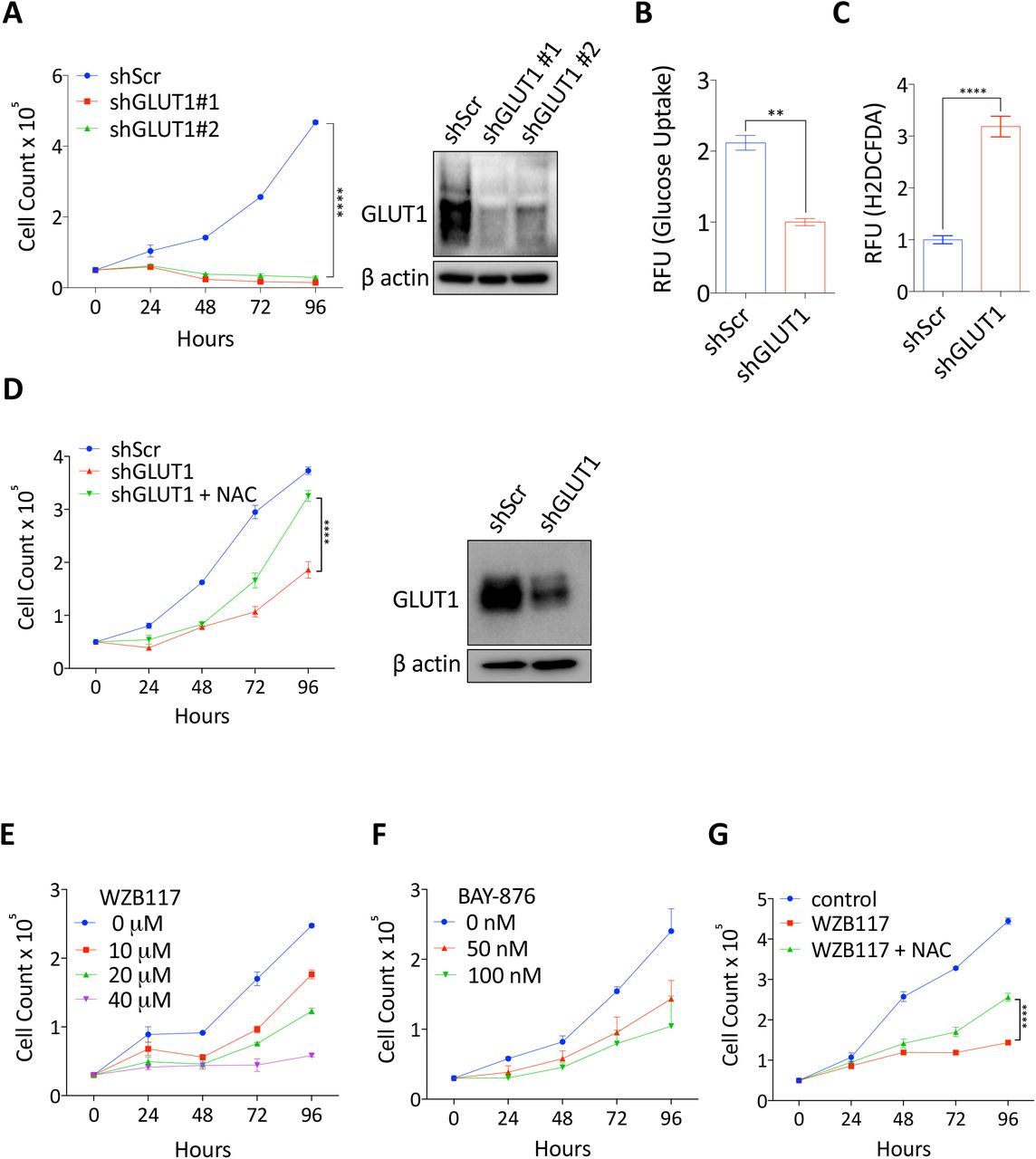 Fadu Cell Line | atcc | Bioz
