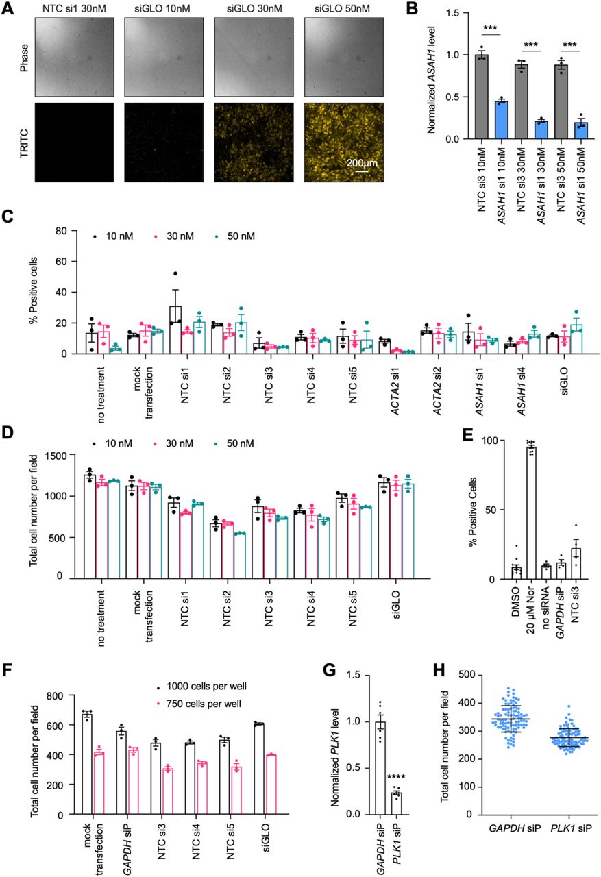 Reagent Jetprime | Polyplus-transfection SA | Bioz