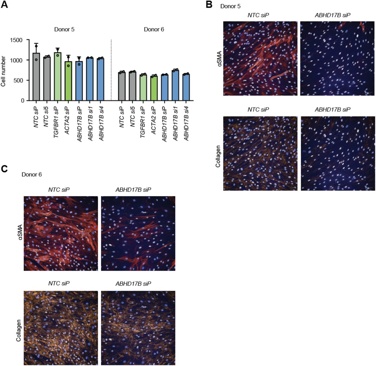 Jetprime Reagent | Polyplus-transfection SA | Bioz