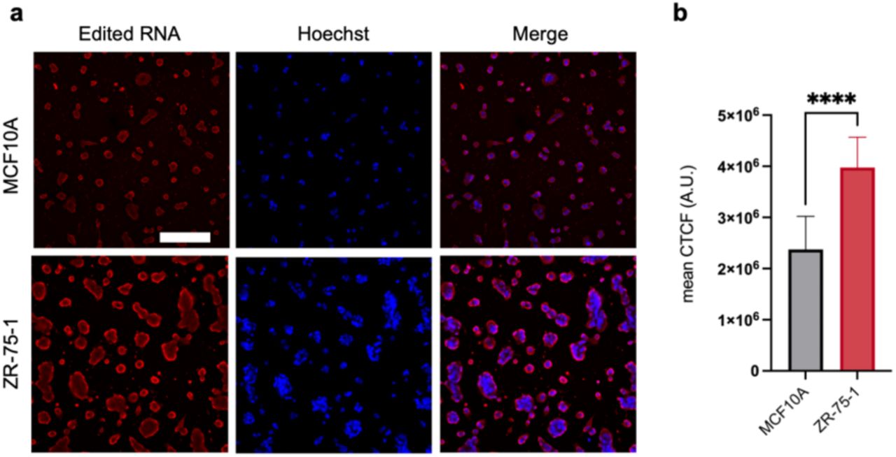 Mcf10a Cells | Atcc | Bioz