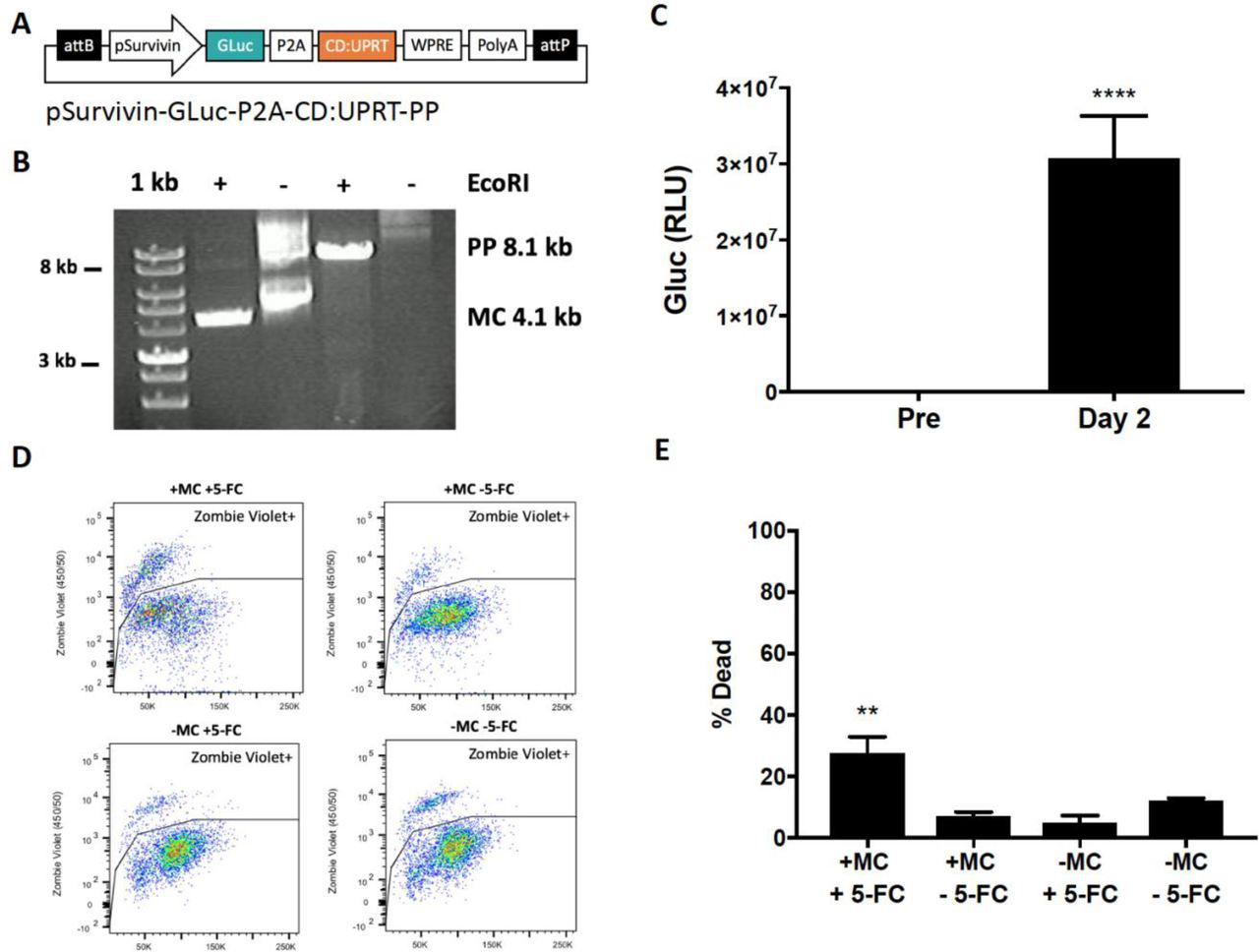 Linear Polyethylenimine Transfection Agent | Polyplus-transfection SA ...