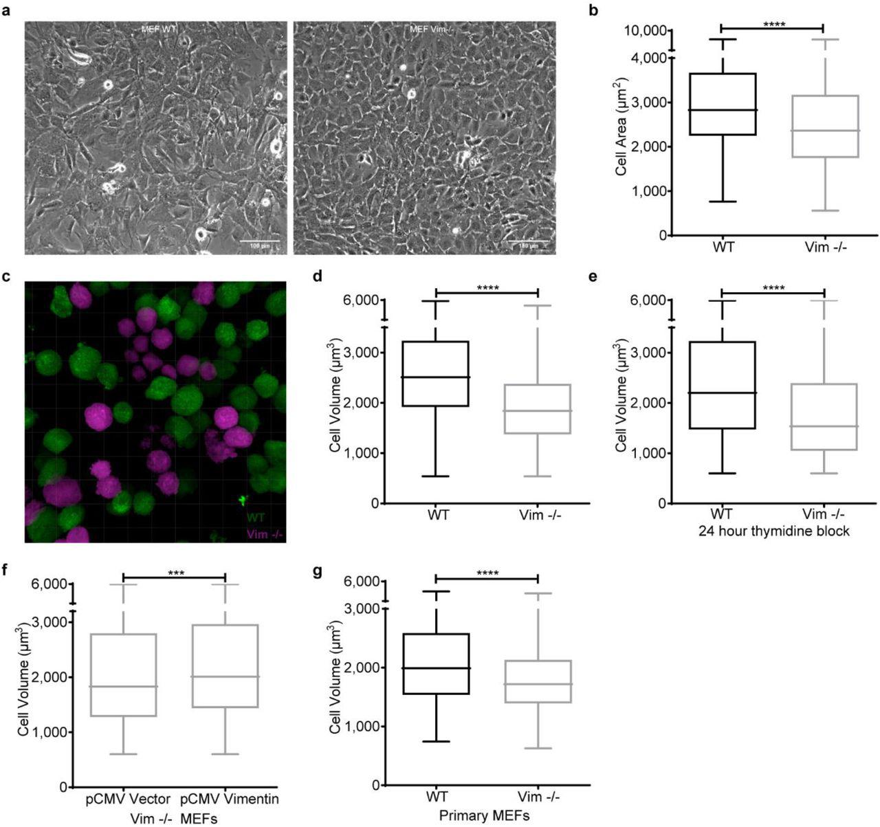 Celltracker Fluorescent Probe | Thermo Fisher | Bioz