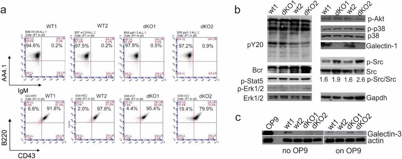 Human Bcp | ATCC | Bioz