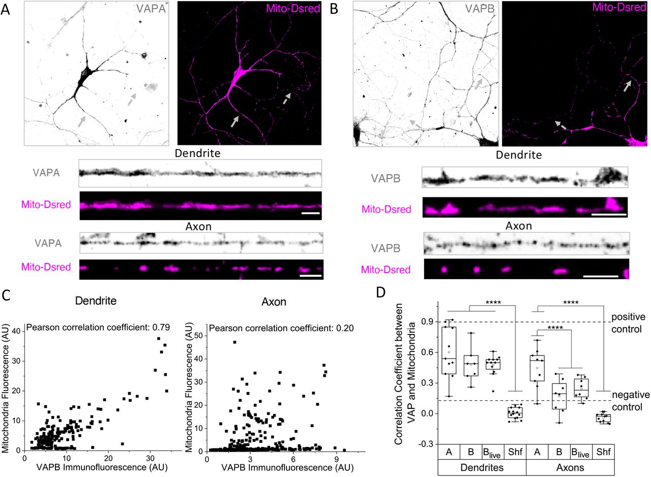 Dsred Mito | TaKaRa | Bioz