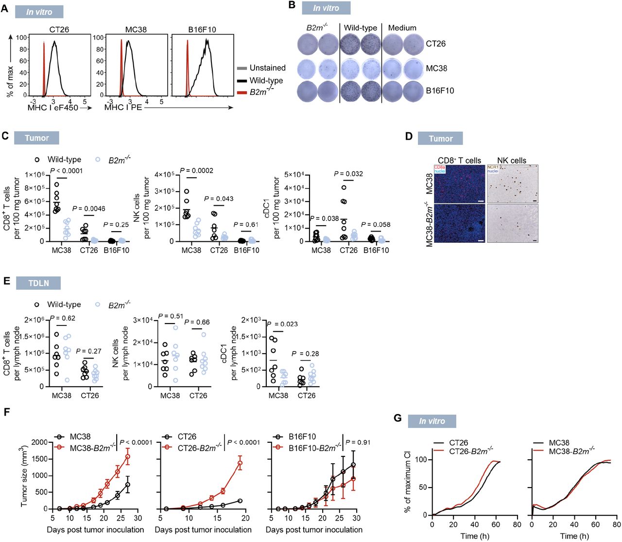 B16f10 Melanoma Cell Line | ATCC | Bioz