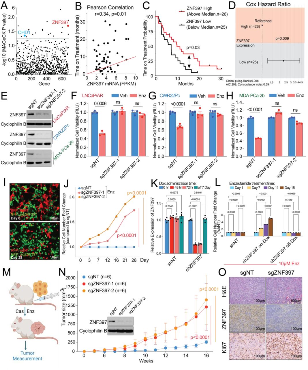Human Prostate Cancer Cell Line Mda Pca 2b | ATCC | Bioz