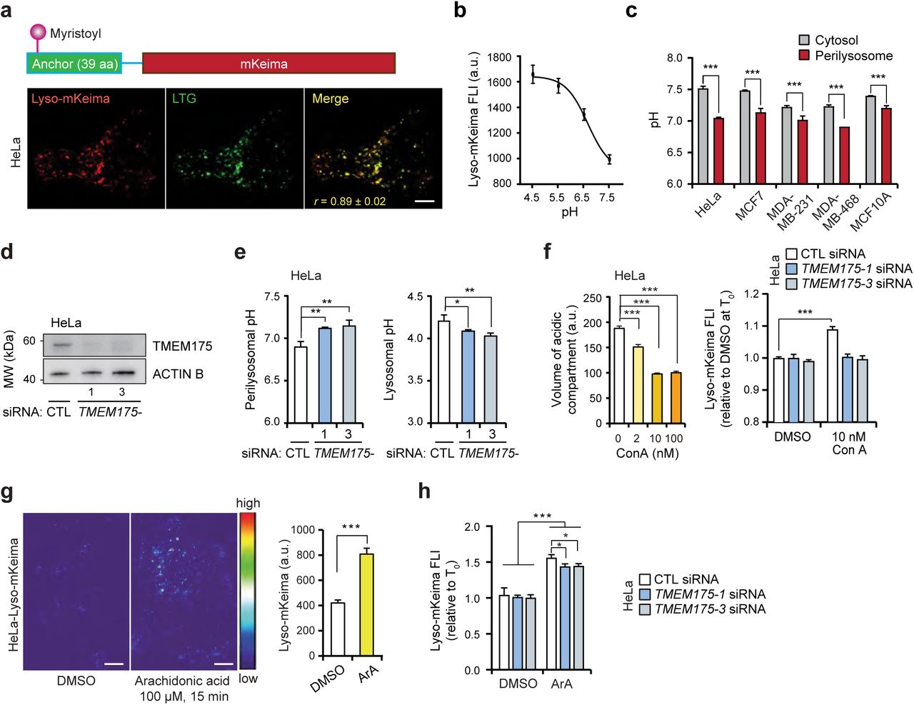 Lysotracker Deep Red | Thermo Fisher | Bioz