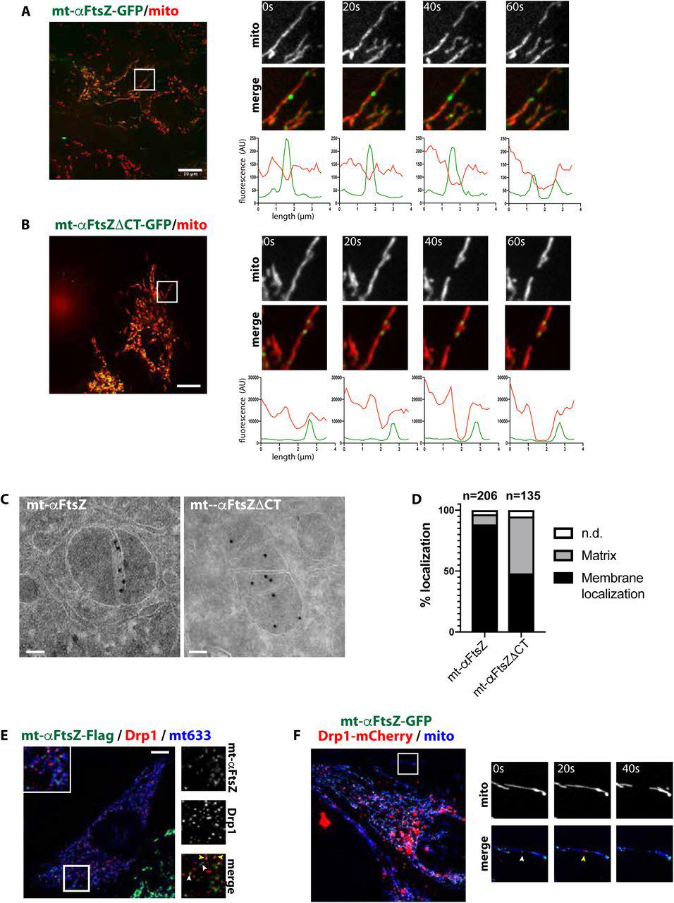 Mitotracker Orange Labeling | Thermo Fisher | Bioz