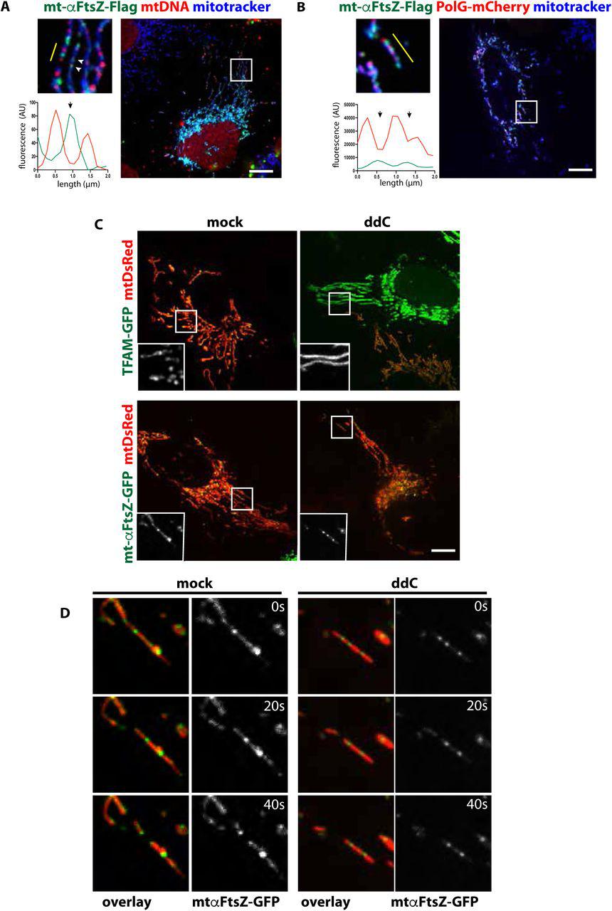 Mitotracker Orange Labeling | Thermo Fisher | Bioz