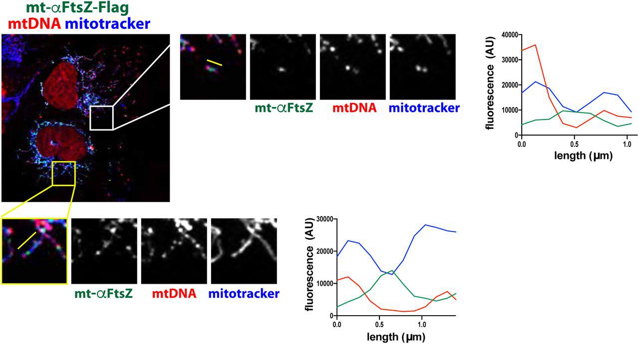 Mitotracker Orange Labeling | Thermo Fisher | Bioz
