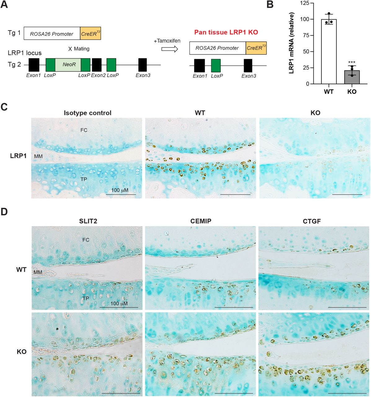 Polyclonal Anti Cemip | Aviva Systems | Bioz
