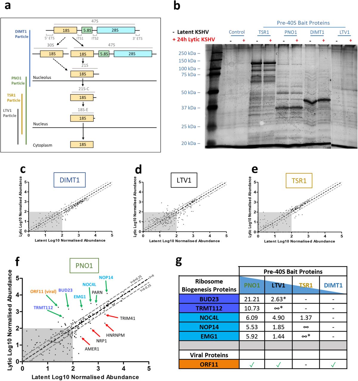 Trex Bcbl1 Rta Cells | Thermo Fisher | Bioz