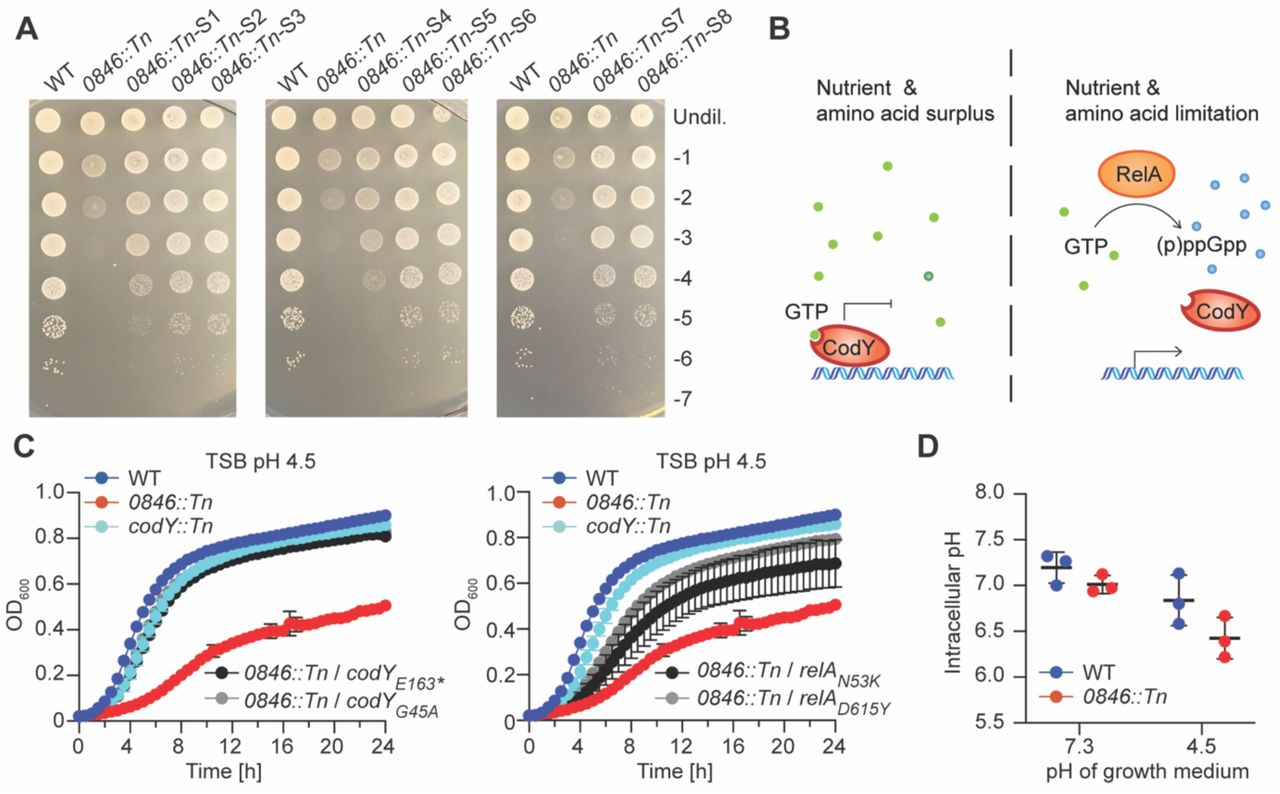 Phrodo Red Am Intracellular | Thermo Fisher | Bioz