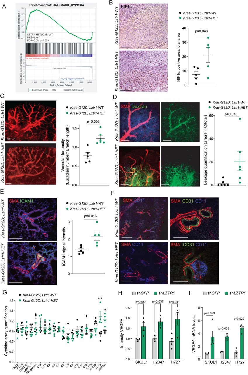 Cytokine Array System | RayBiotech inc | Bioz