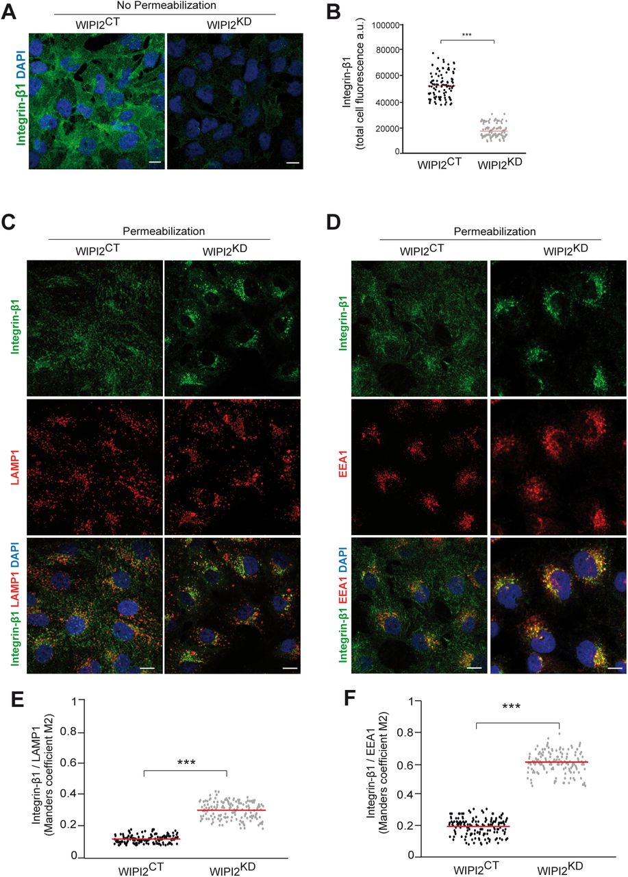 Eea1 | Elabscience Biotechnology | Bioz