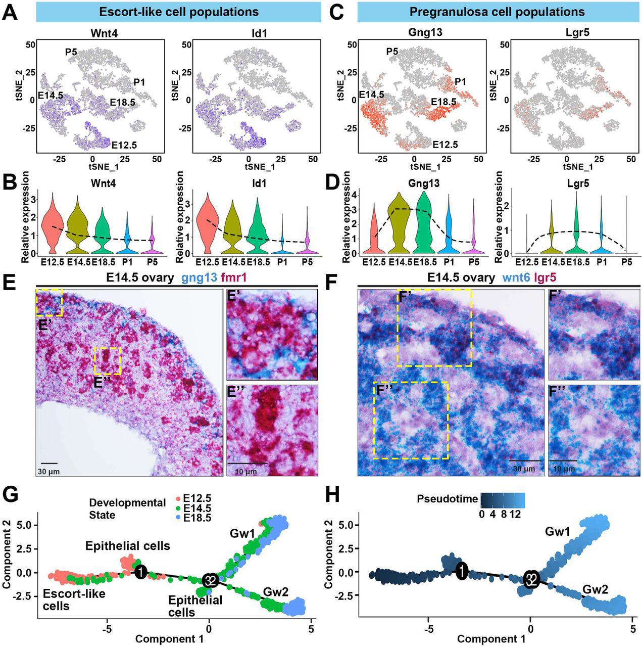 Lgr5 Dtr Egfp Mice | Genentech | Bioz