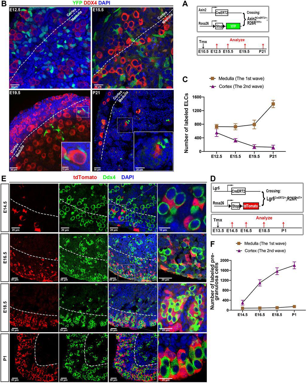 Lgr5 Dtr Egfp Mice | Genentech inc | Bioz