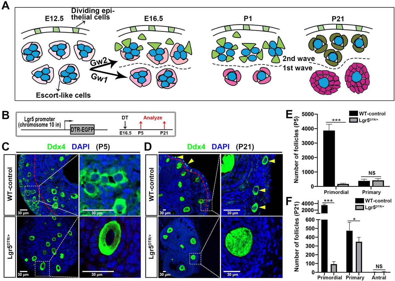 Lgr5 Dtr Egfp Mice | Genentech | Bioz