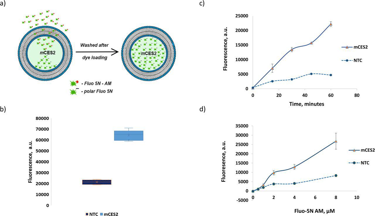 Fluo 5n Am | Thermo Fisher | Bioz