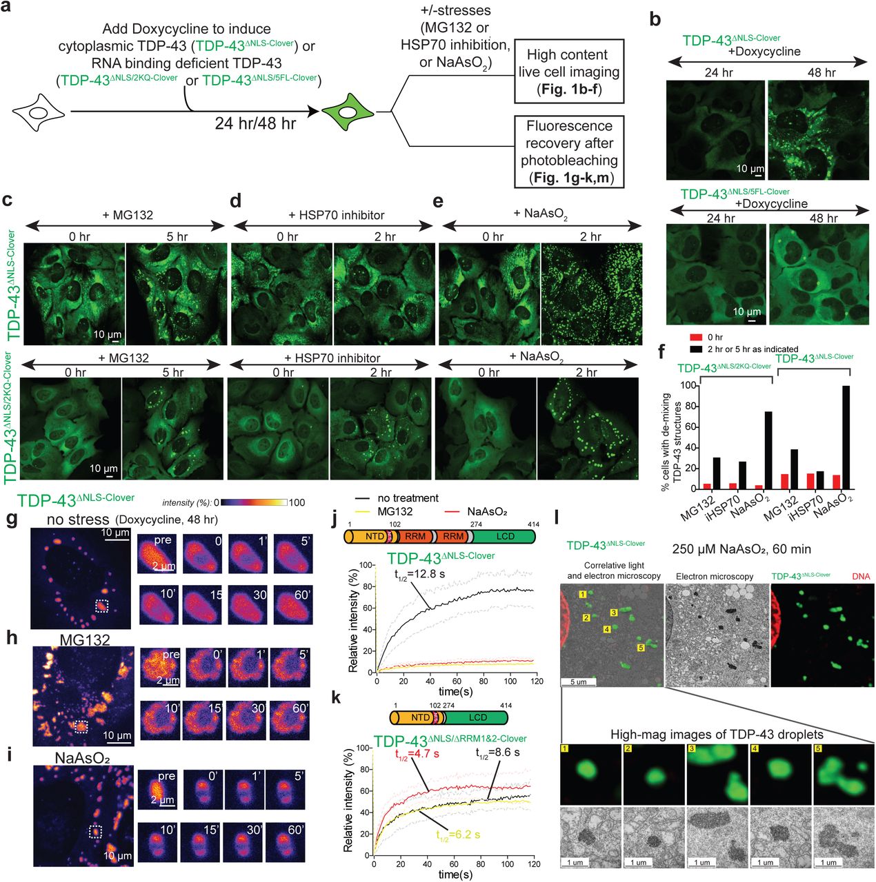 U2os Cells | Horizon Discovery | Bioz