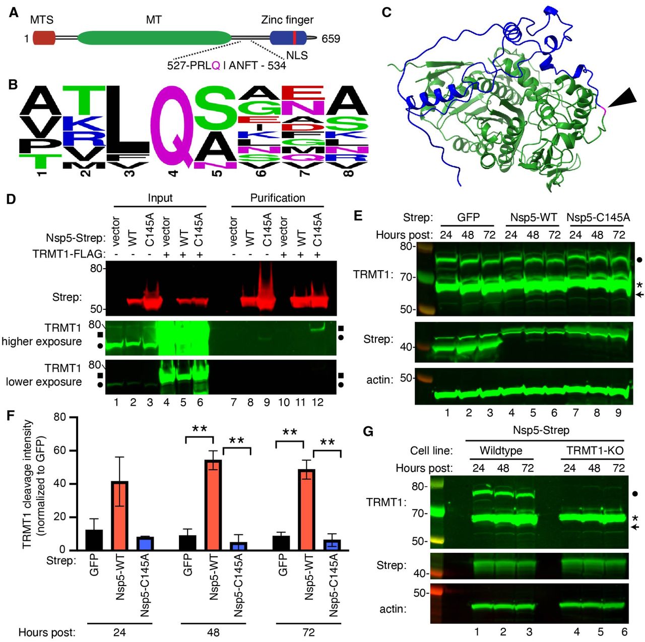 Rabbit Anti N Protein | Sino Biological | Bioz