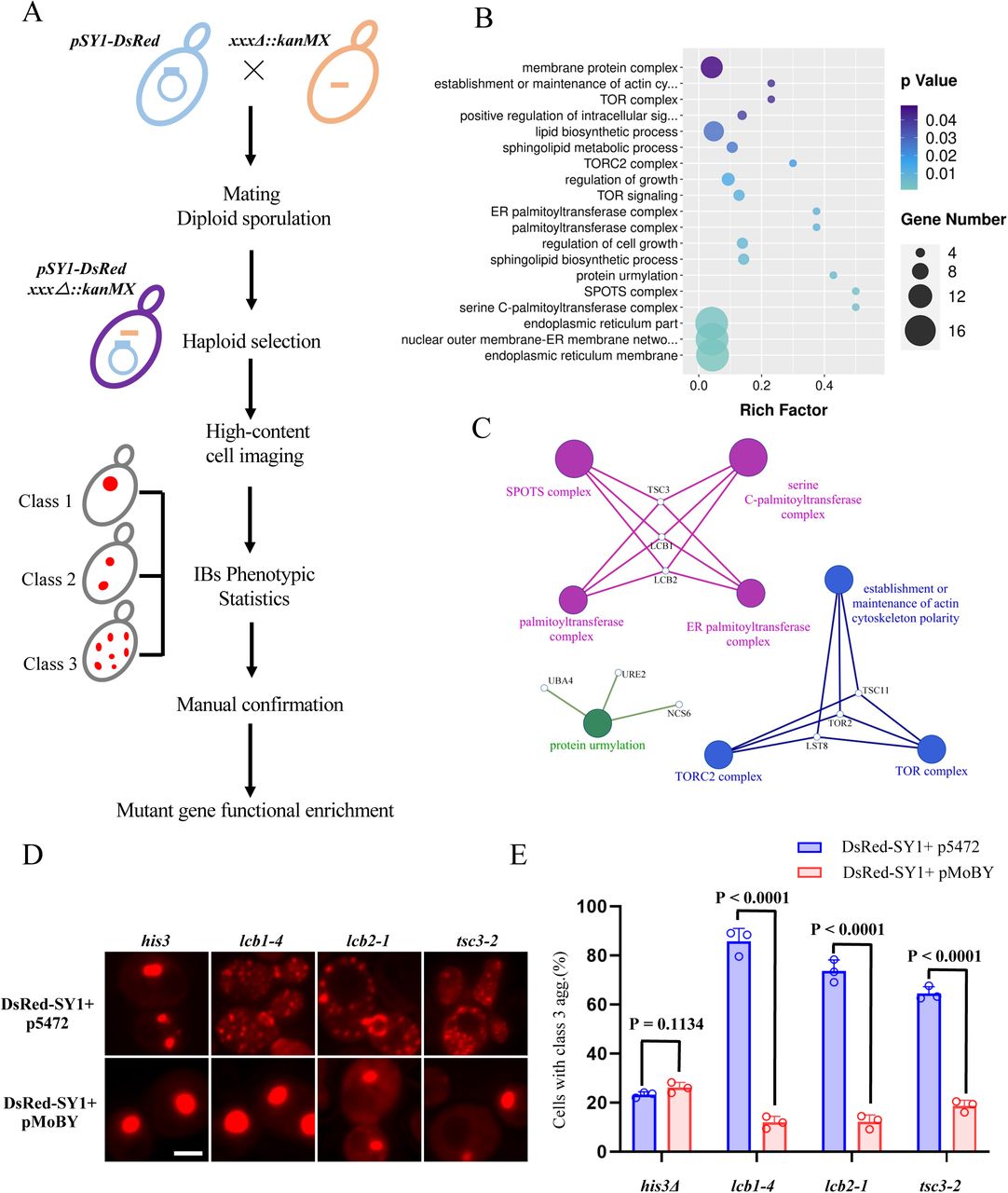By4741 | Thermo Fisher | Bioz