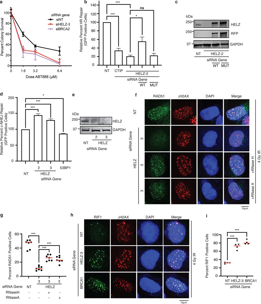 Plasmid Transfection | Thermo Fisher | Bioz