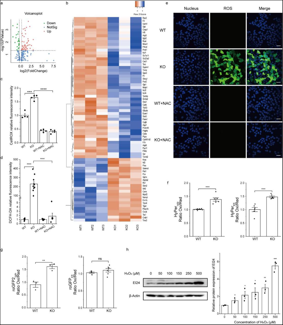 Ins 1 Cell Line | ATCC | Bioz