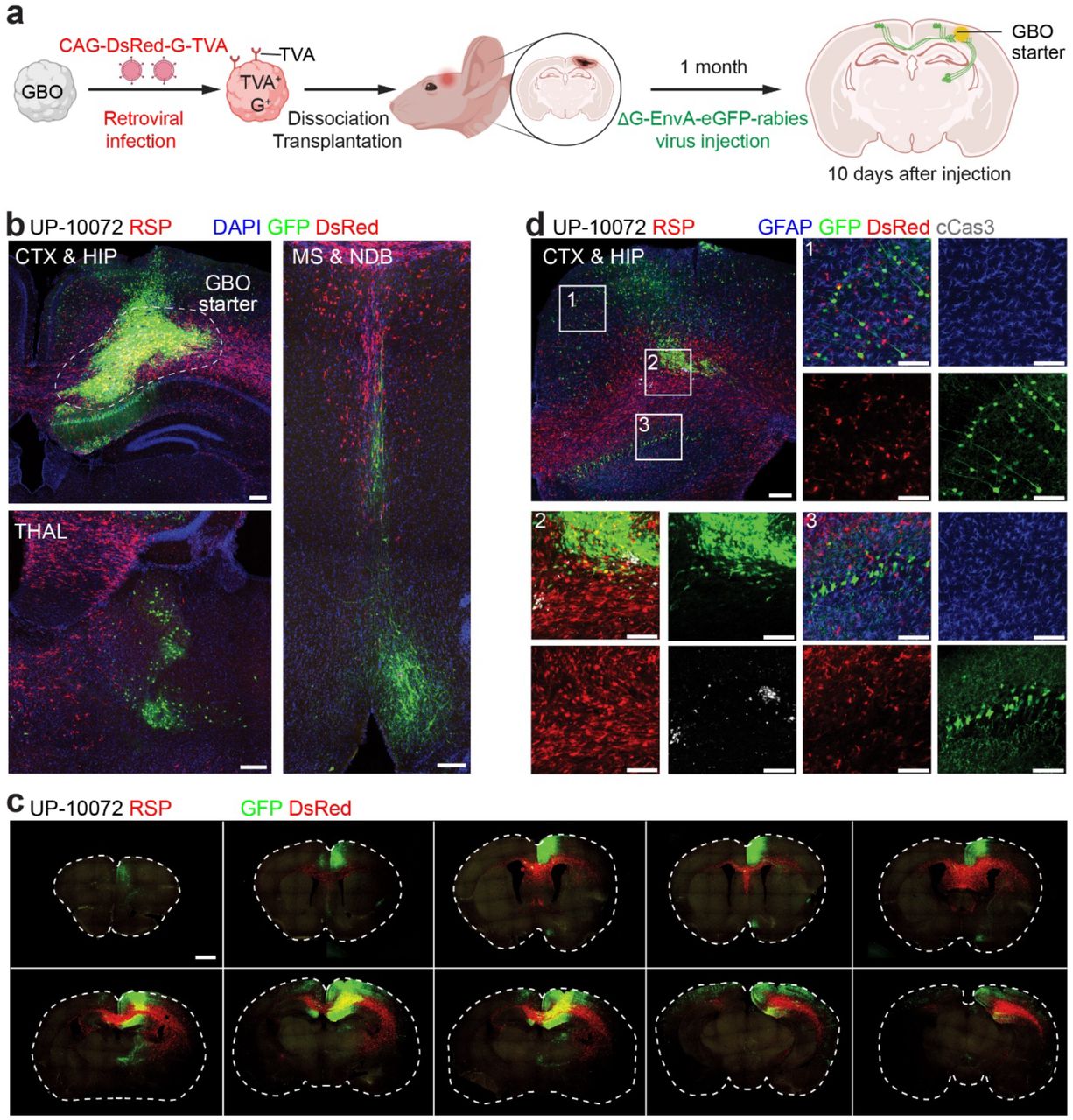 Anti Gfap | Millipore | Bioz