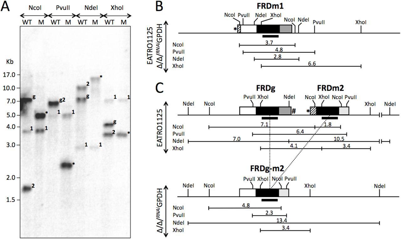 Xhoi Restriction Enzymes | Roche | Bioz