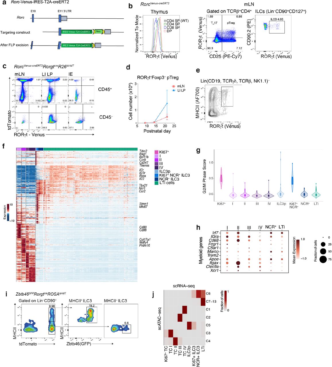 R26 Lsl Yfp | The Jackson Laboratory | Bioz