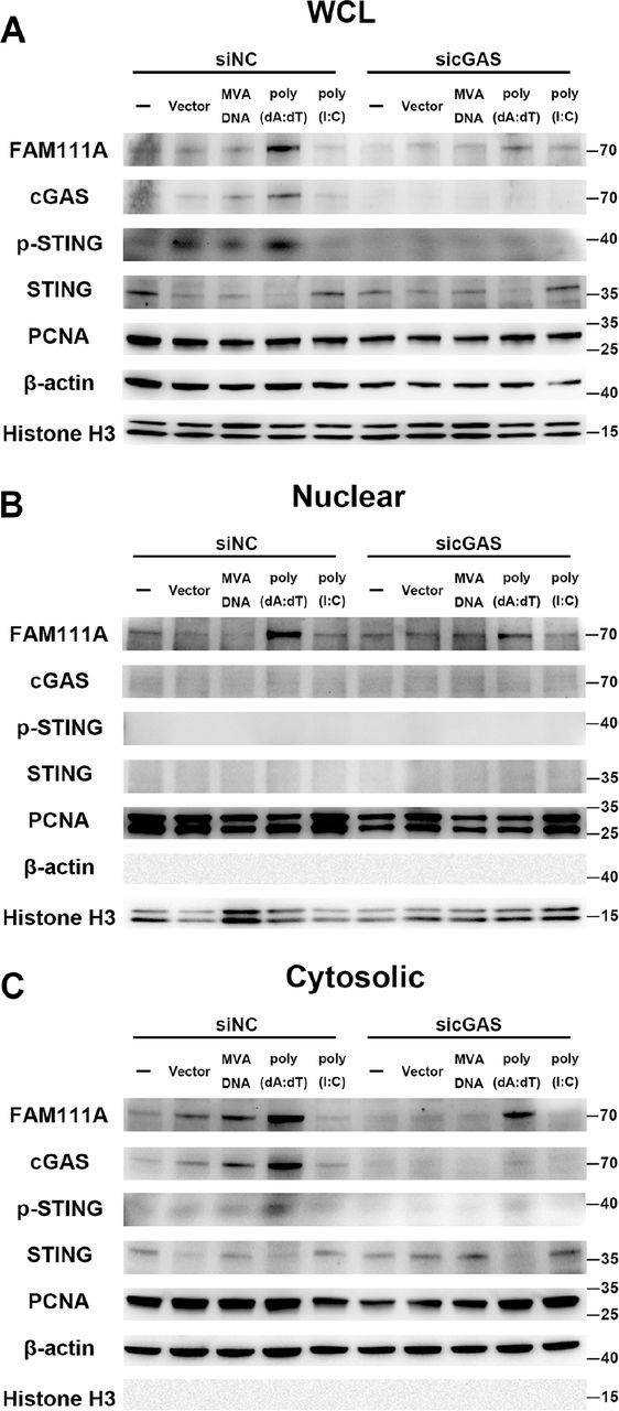 P Sting | Cell Signaling Technology Inc | Bioz