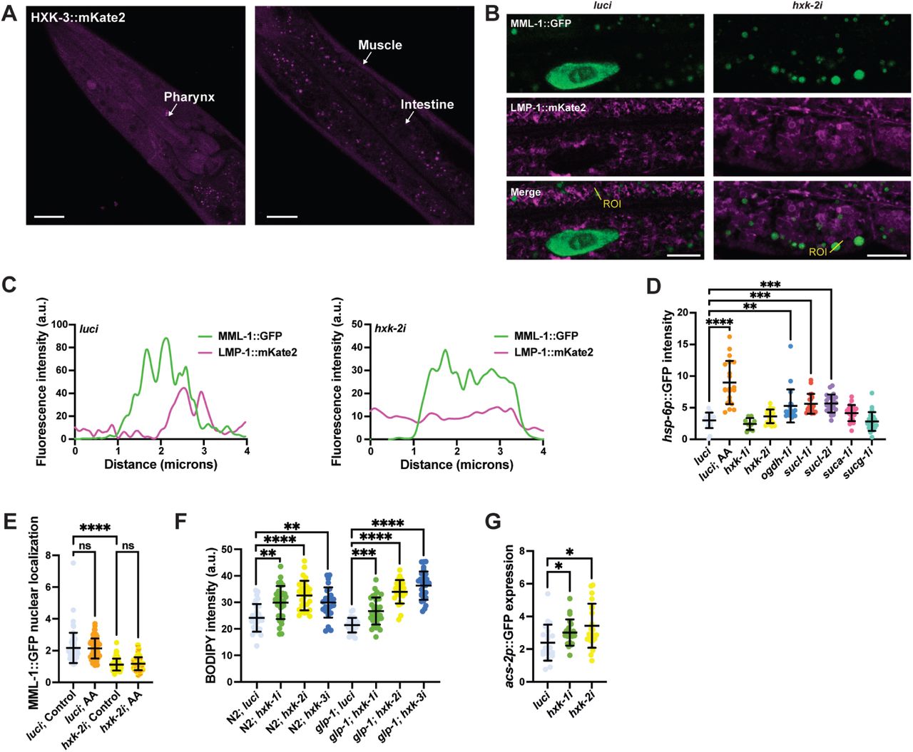 C1 Bodipy 500 510 C12 | Thermo Fisher | Bioz