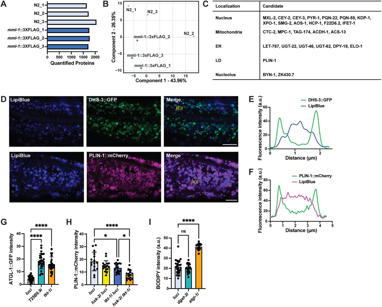 C1 Bodipy 500 510 C12 | Thermo Fisher | Bioz