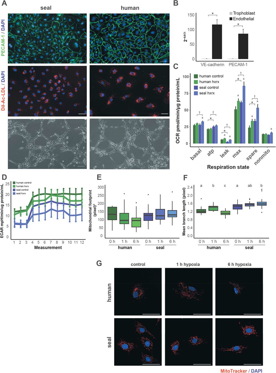 Mitotracker Red Cmxros | Cell Signaling Technology Inc | Bioz