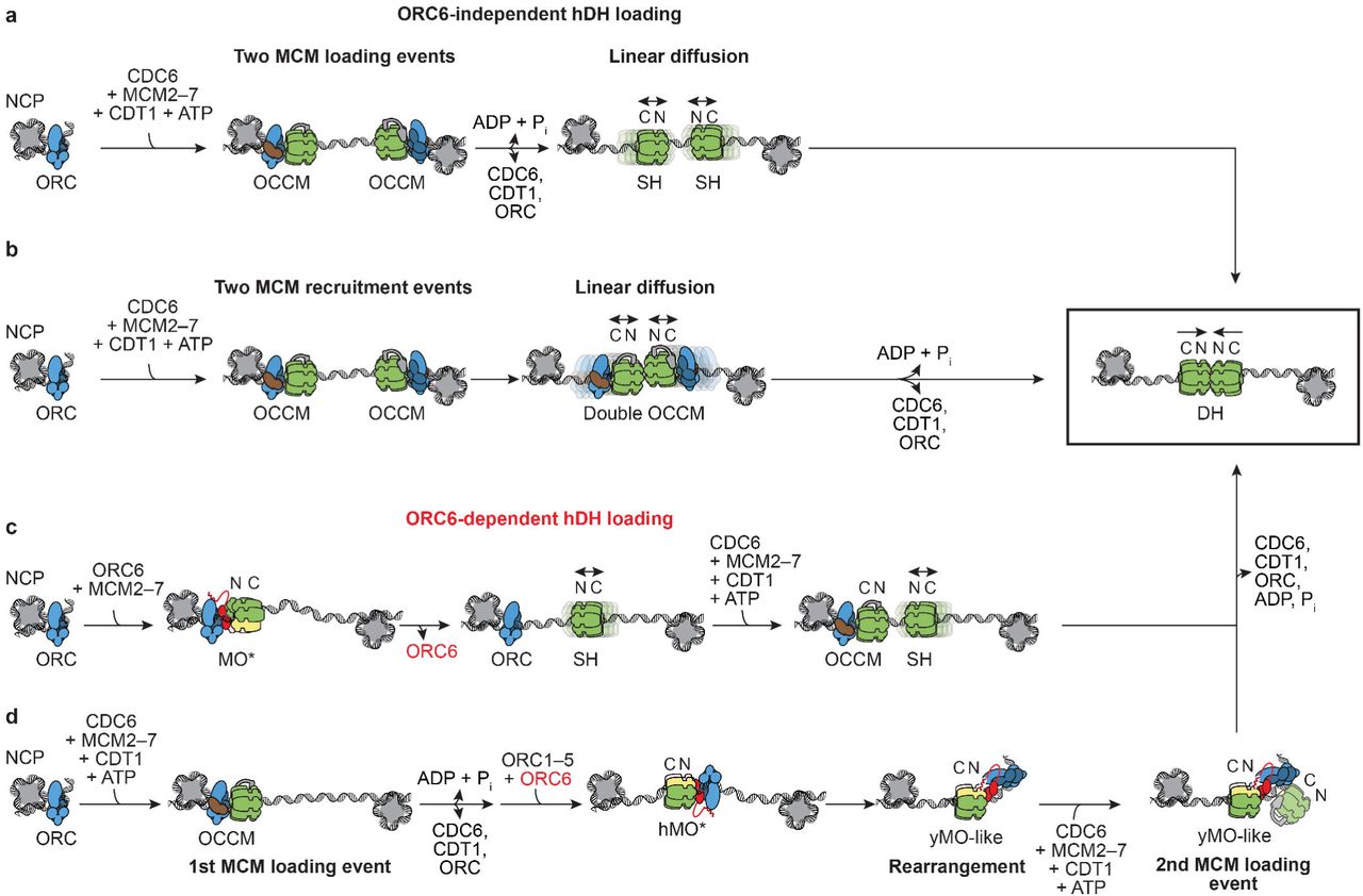 Orc6 Lysis Buffer | Roche | Bioz