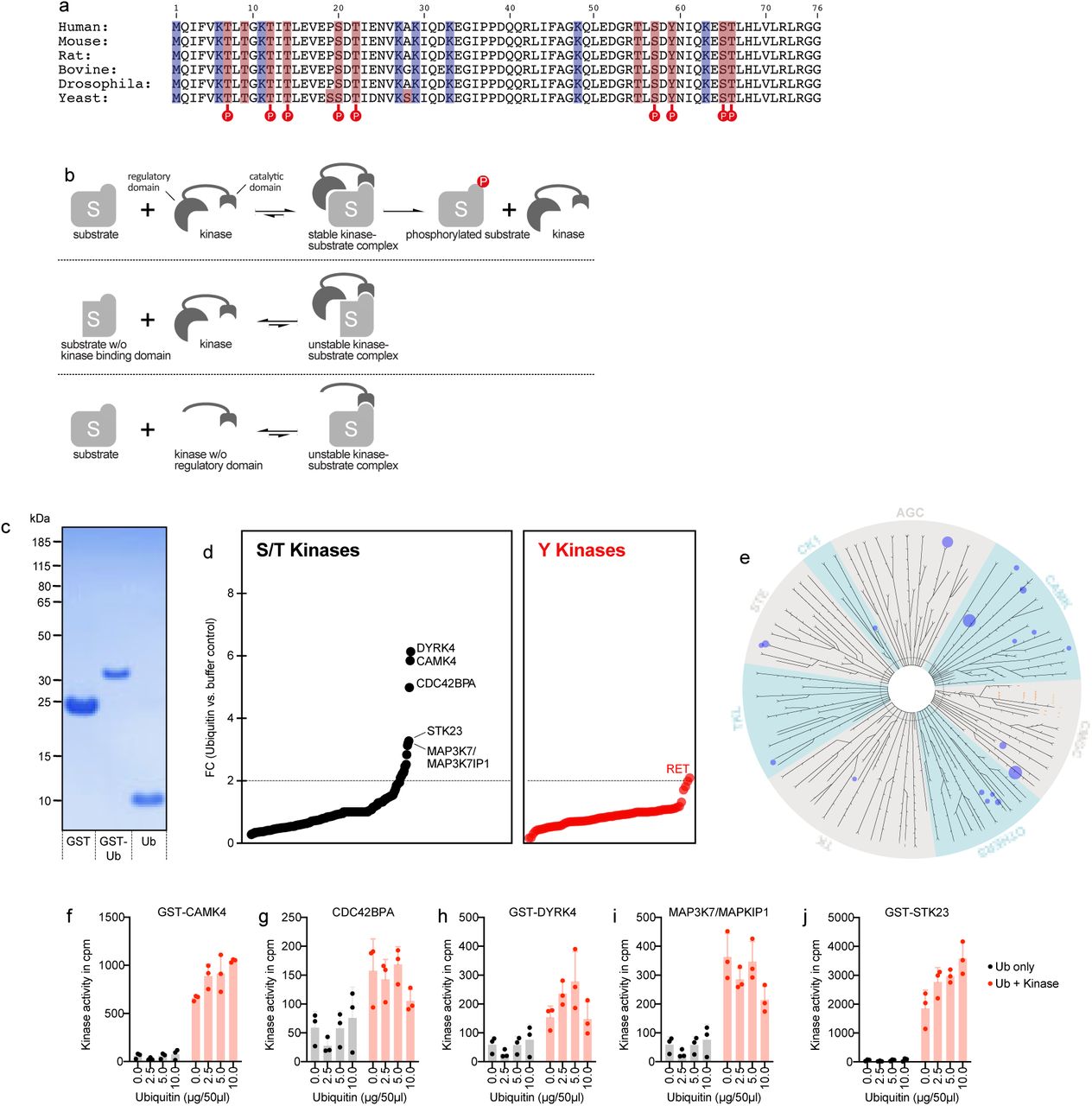 Ha Ubiquitin U 110 | R&D Systems | Bioz