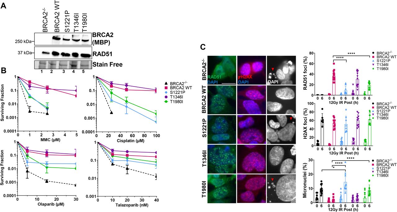Dld 1 Brca2 | Horizon Discovery | Bioz