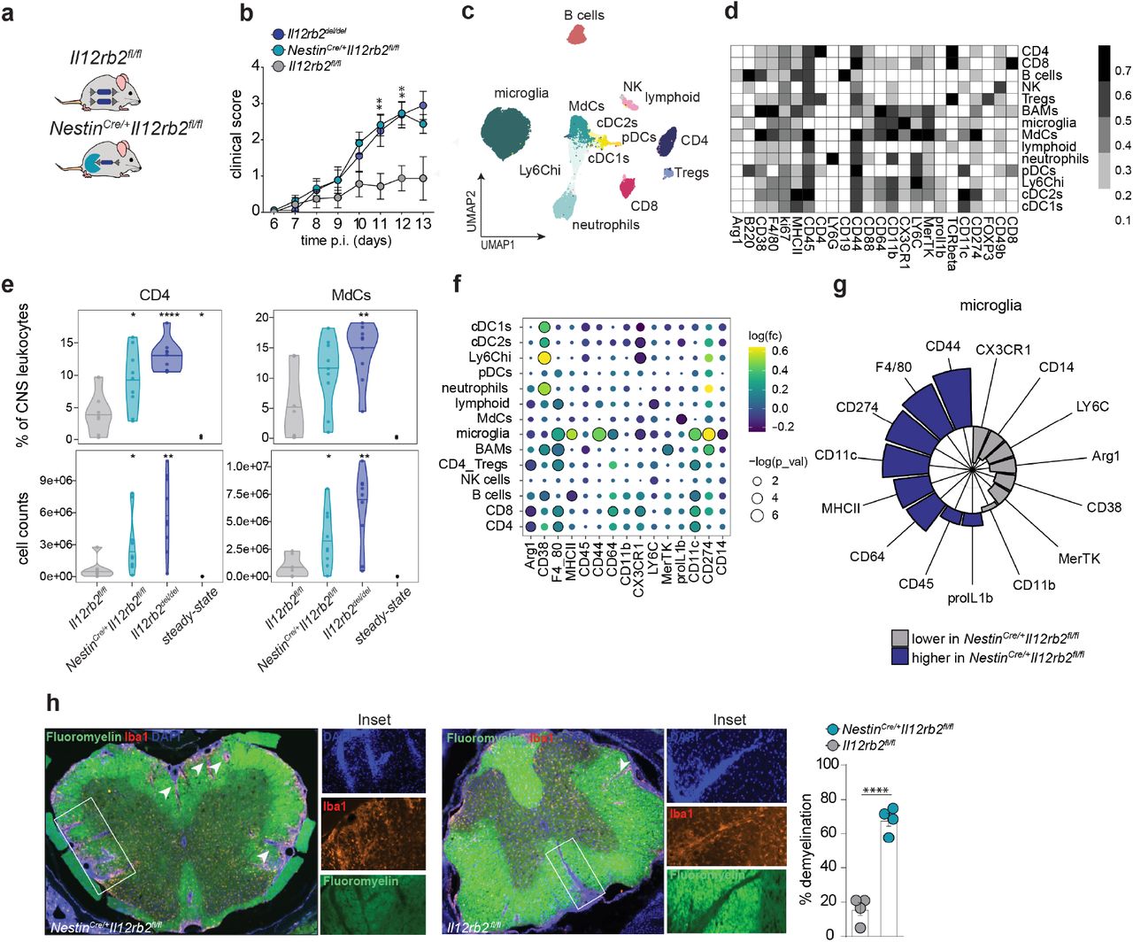 Fluoromyelin Green Fluorescent Myelin Stain | Thermo Fisher | Bioz