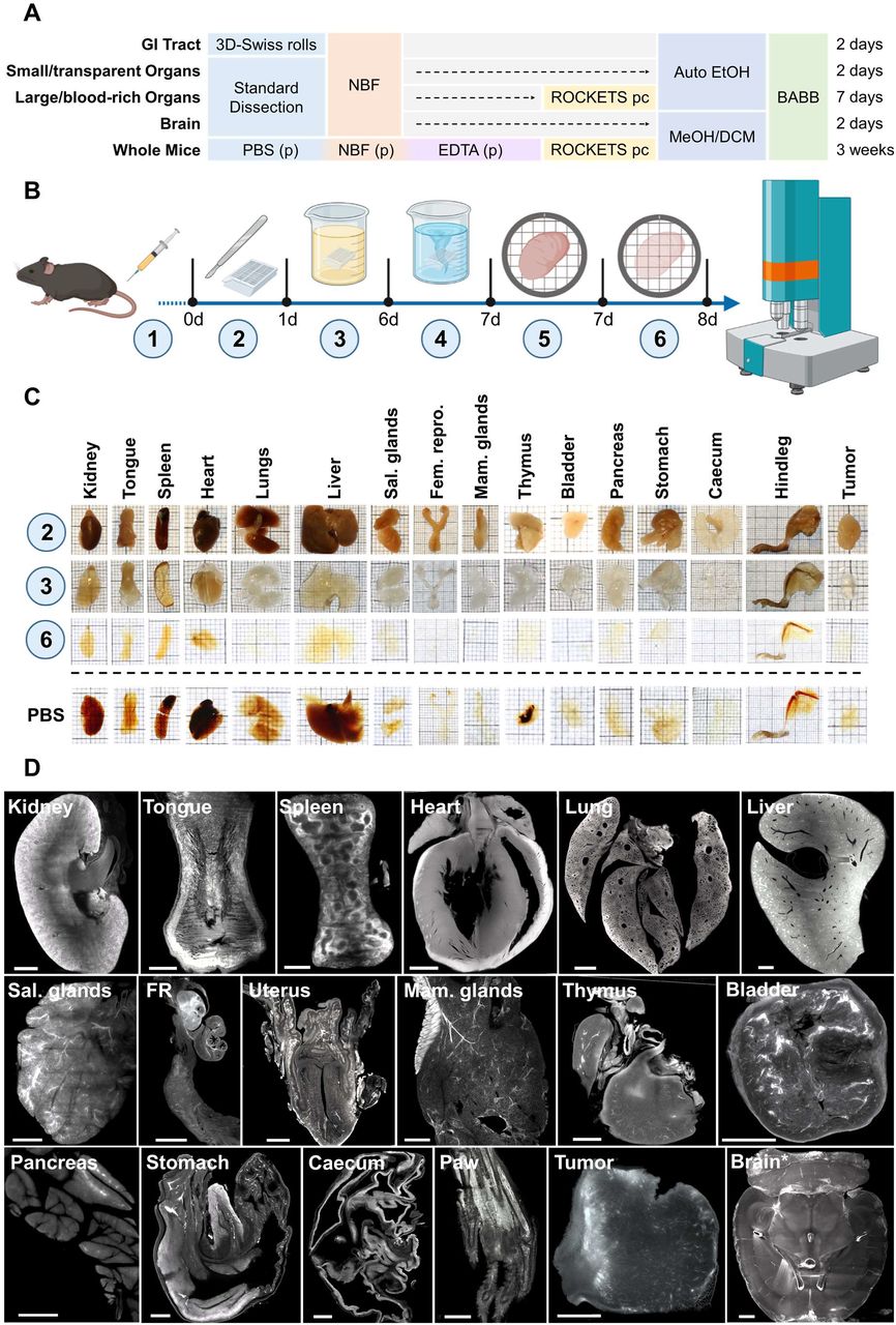 Ultramicroscope Ii Lsfm System | Miltenyi Biotec | Bioz