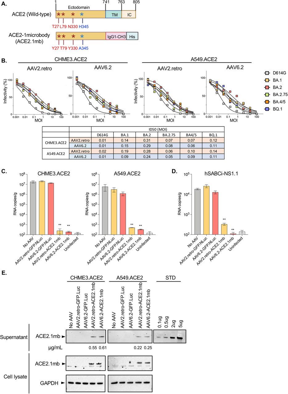 Ace2 Tmprss2 Vero E6 Cells | BEI Resources | Bioz